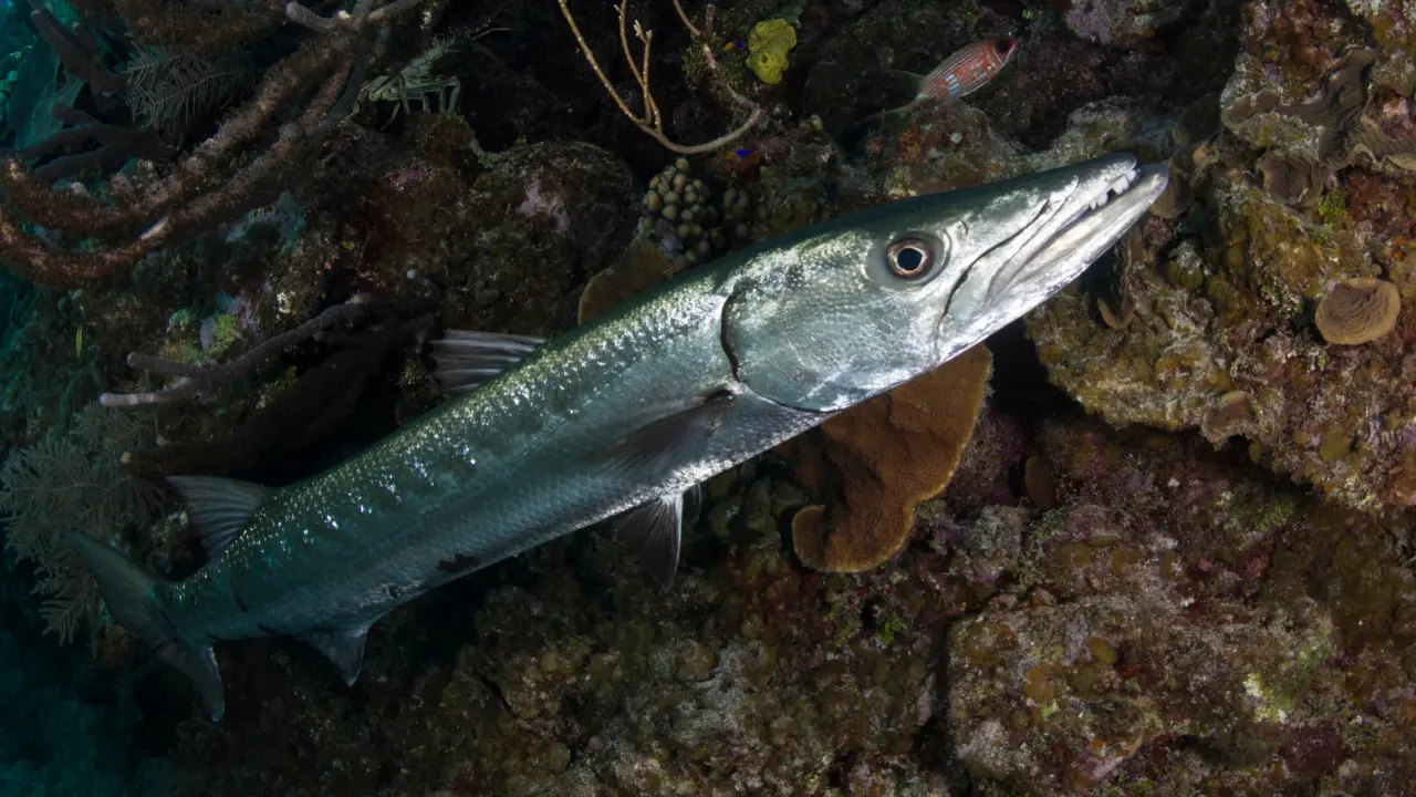 ஊளி மீன் பயன்கள் : ஒரு சத்தான கடல் உணவு - Healthy Alagu